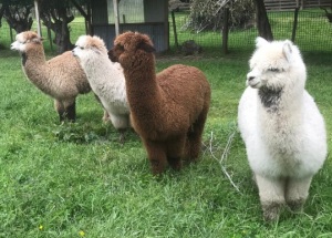 Alpaca Breeding, Pregnancy and Birthing | Te Korito Alpacas